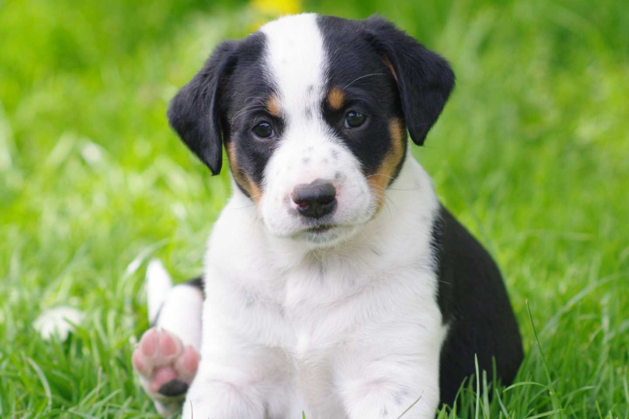 Welpenschule – Erziehung für die Kleinsten | ERGO